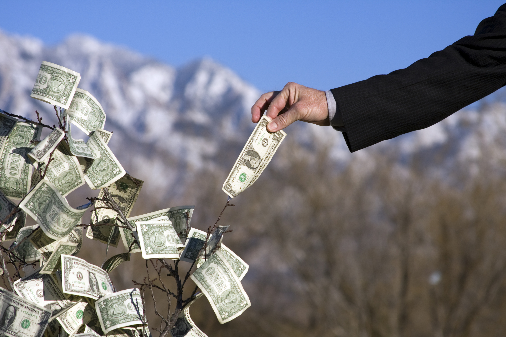 How To Find Your Personal Money Tree Early To Rise How To Find Your Personal Money Tree Early To Rise